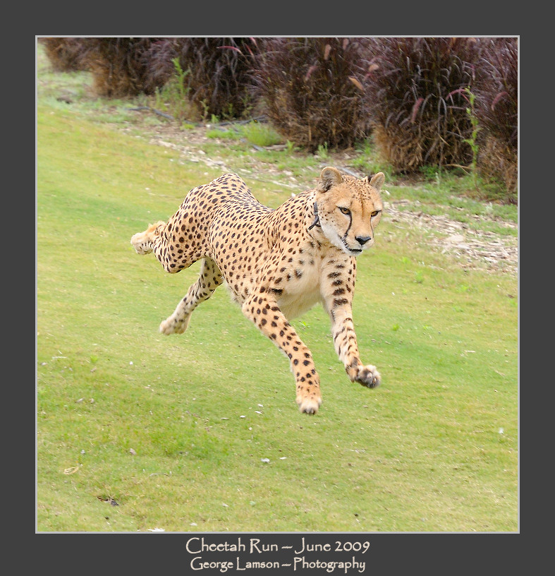 D300 - Cheetah fast: Nikon Pro DX SLR (D500, D300, D200, D100) Talk ...