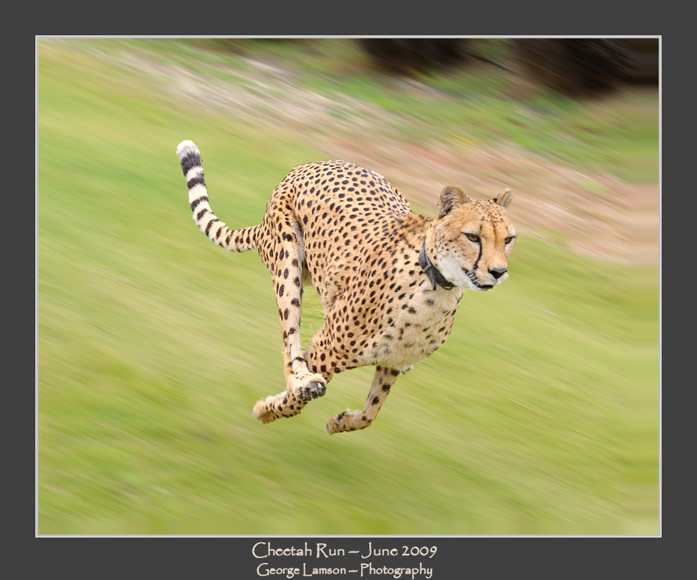 D300 - Cheetah fast: Nikon Pro DX SLR (D500, D300, D200, D100) Talk ...